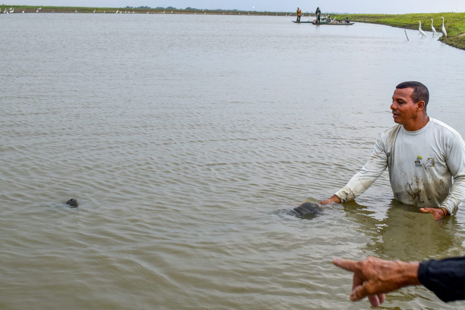 La CVS y Fundación Omacha reportan el nacimiento de la cuarta cría de ...